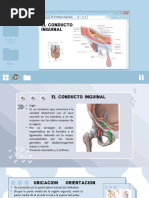 Definición y ubicación de la ingle | PDF | Estudios de idiomas ...