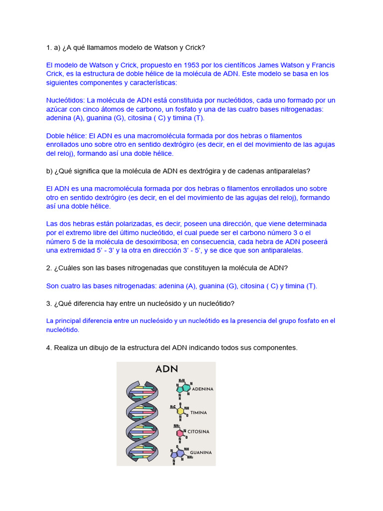 Actividades Ampliación Ut2 Ii | PDF | Adn | Cromosoma