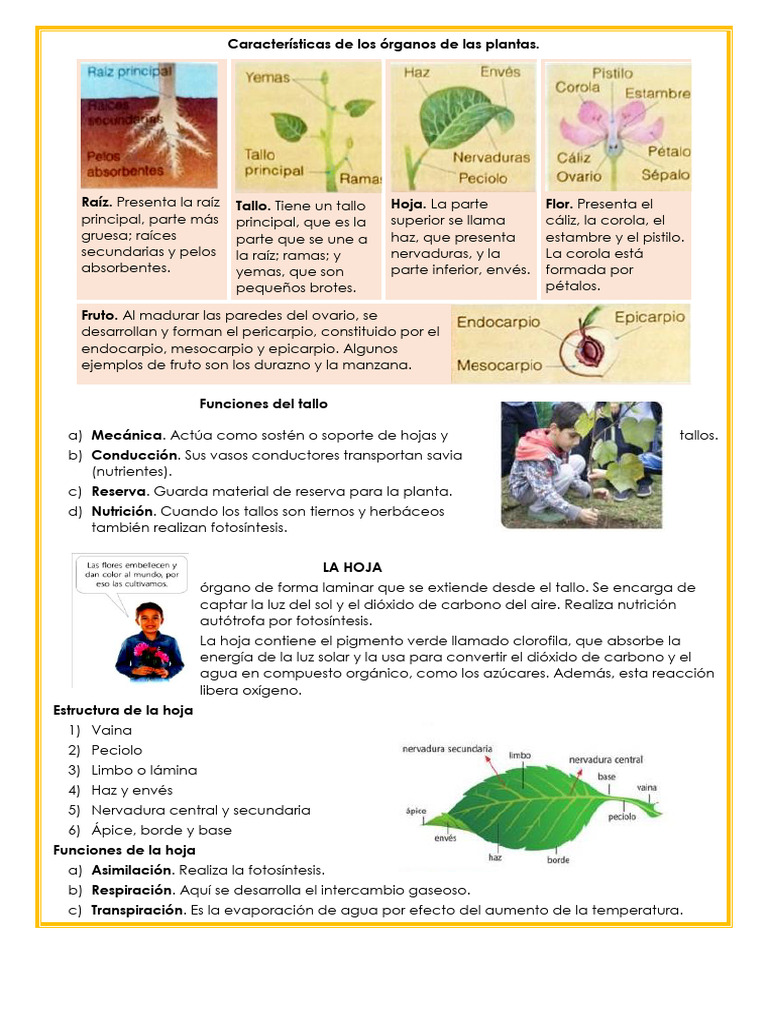 E5-A5-CyT - ANEXO-Las Plantas, Partes y Funciones | PDF | Flores | Hoja