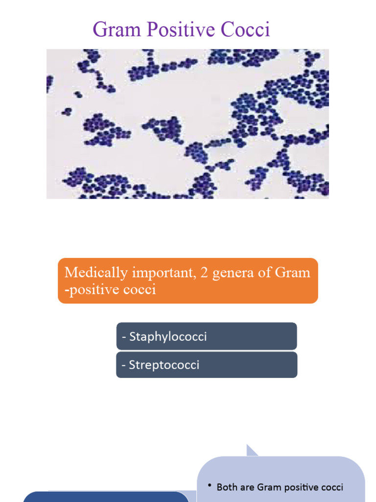 Gram Positive Cocci - Staphylococcus | PDF | Staphylococcus | Staphylococcus Aureus