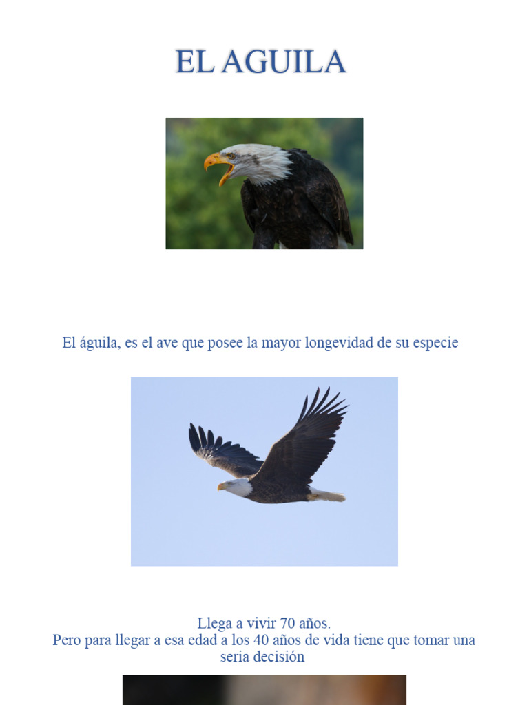 El Aguila | PDF