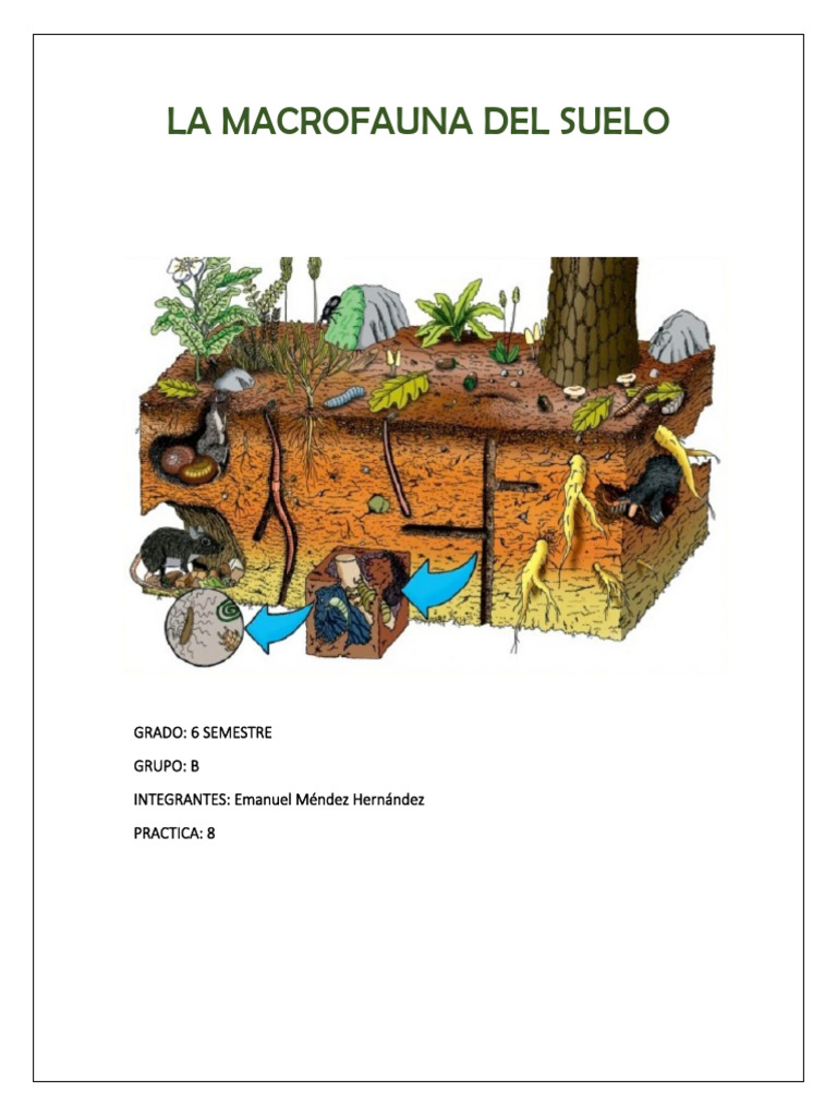 La Macrofauna Del Suelo | PDF | Suelo | Insectos