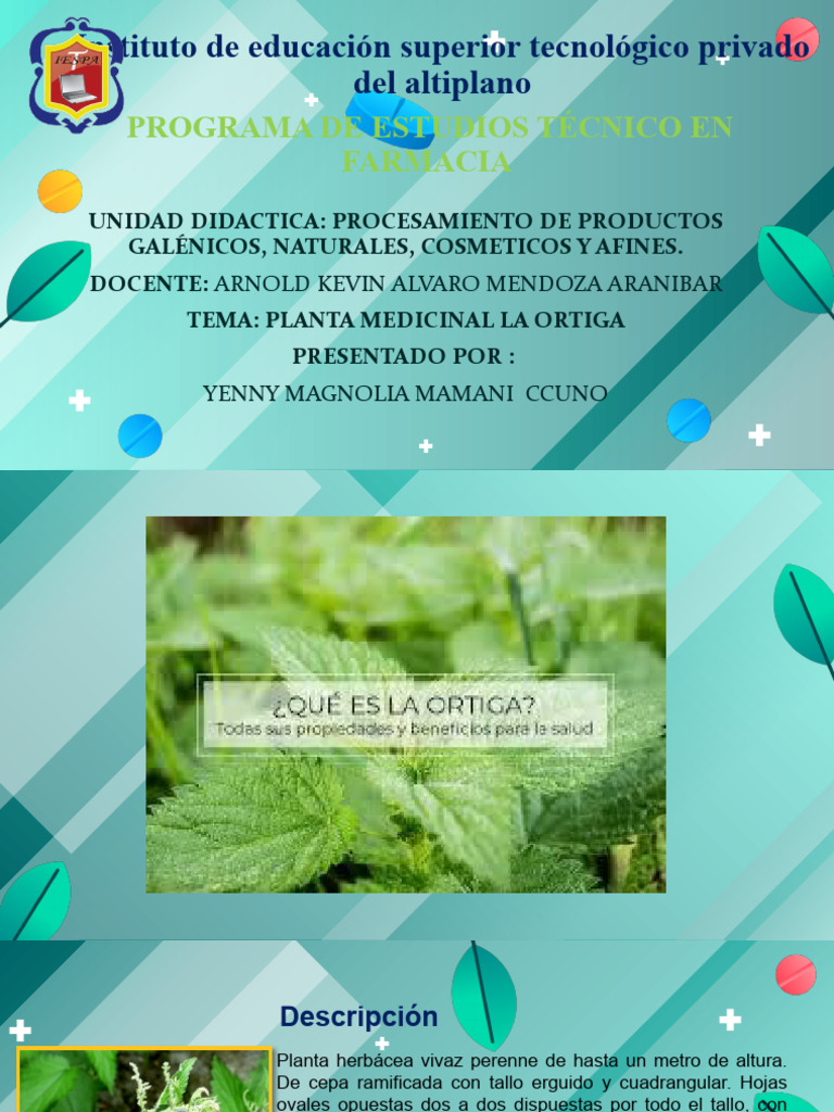 EXPO. Planta Medicinal ORTIGA | PDF | Especialidades Medicas | Medicina CLINICA