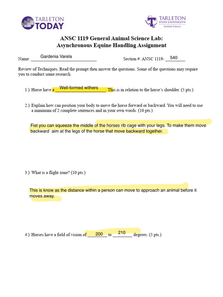 TTD Equine Handling Asynch Assignment | PDF | Horses