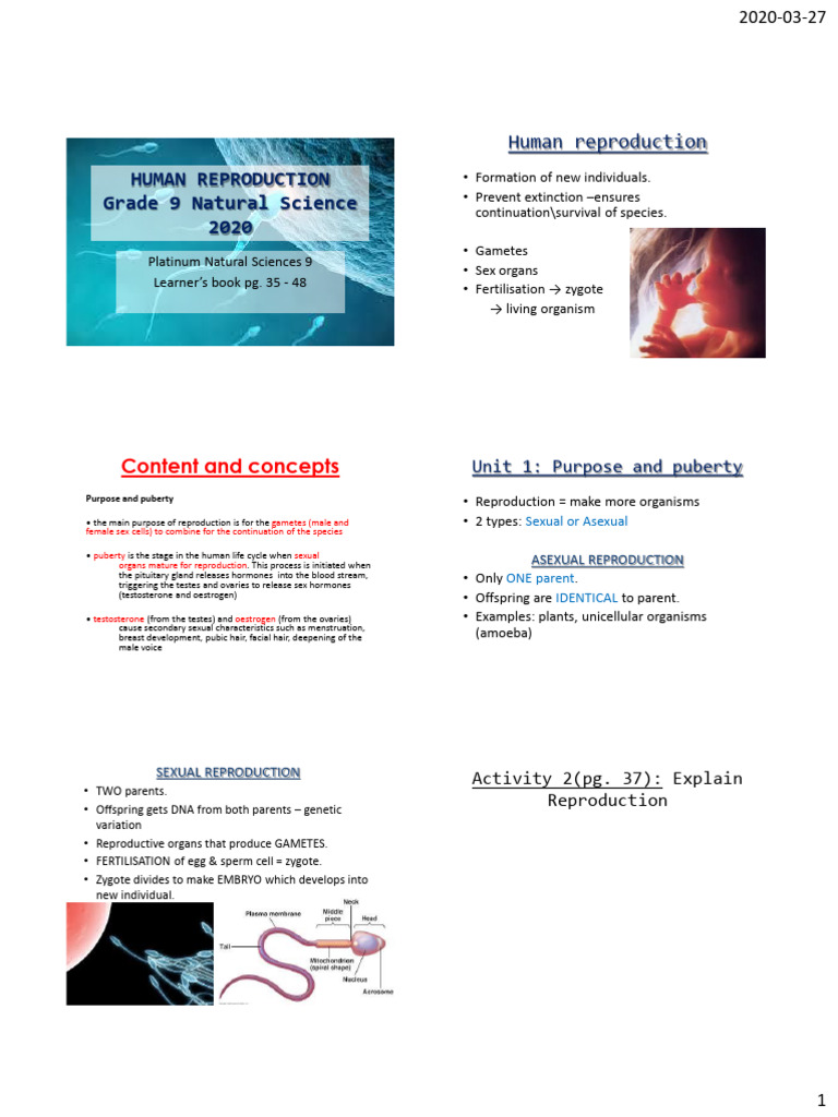 Human Reproduction and Puberty Overview | PDF | Menstrual Cycle ...