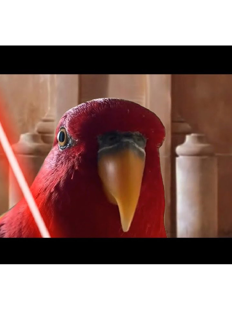 Birdddd | PDF