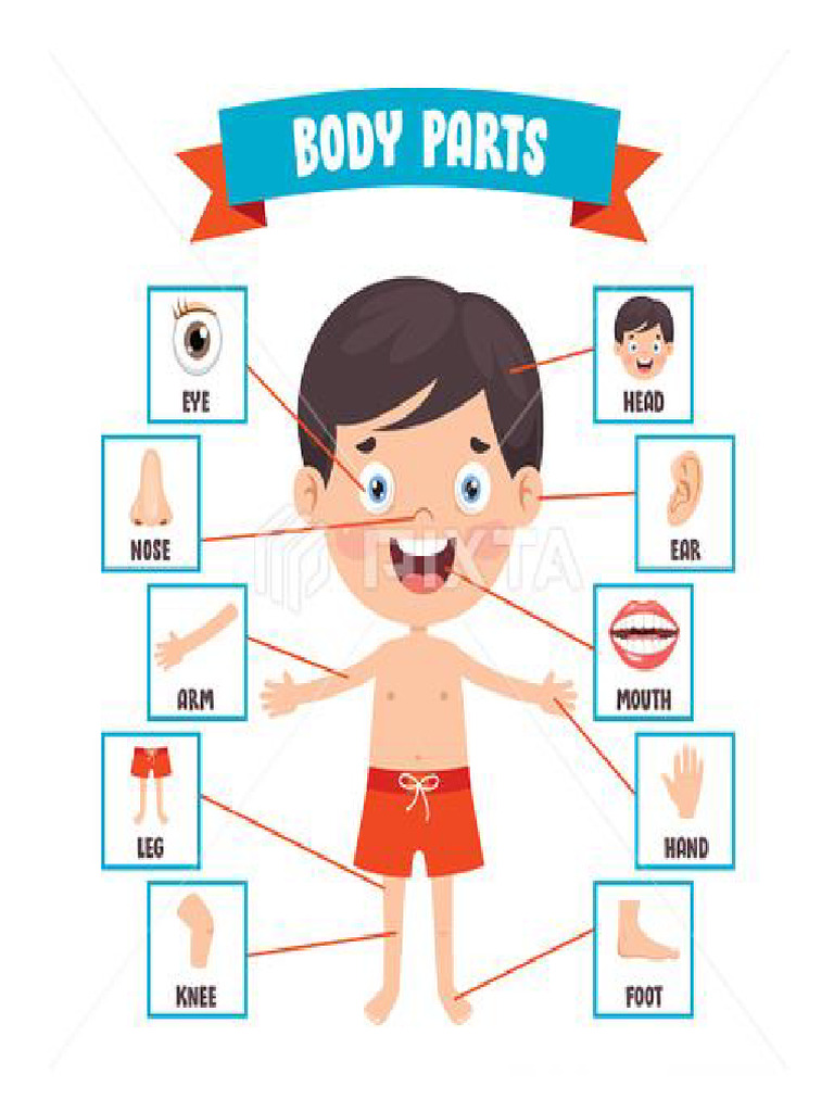 A3 Body Parts | PDF