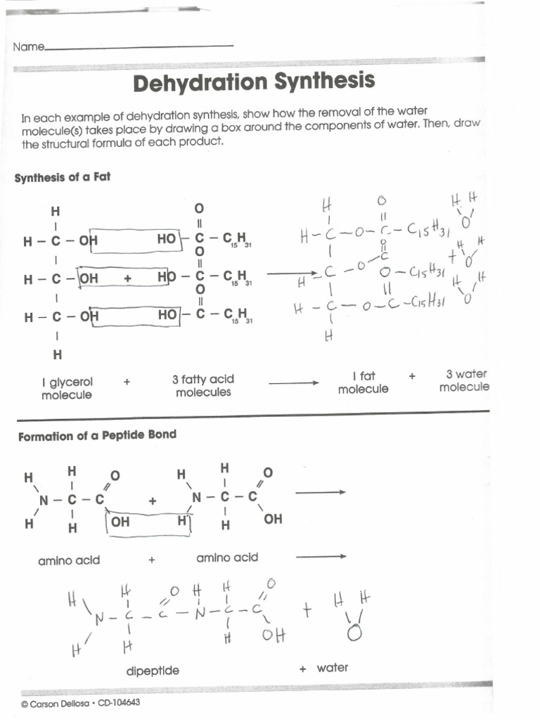 Hydration WS | PDF