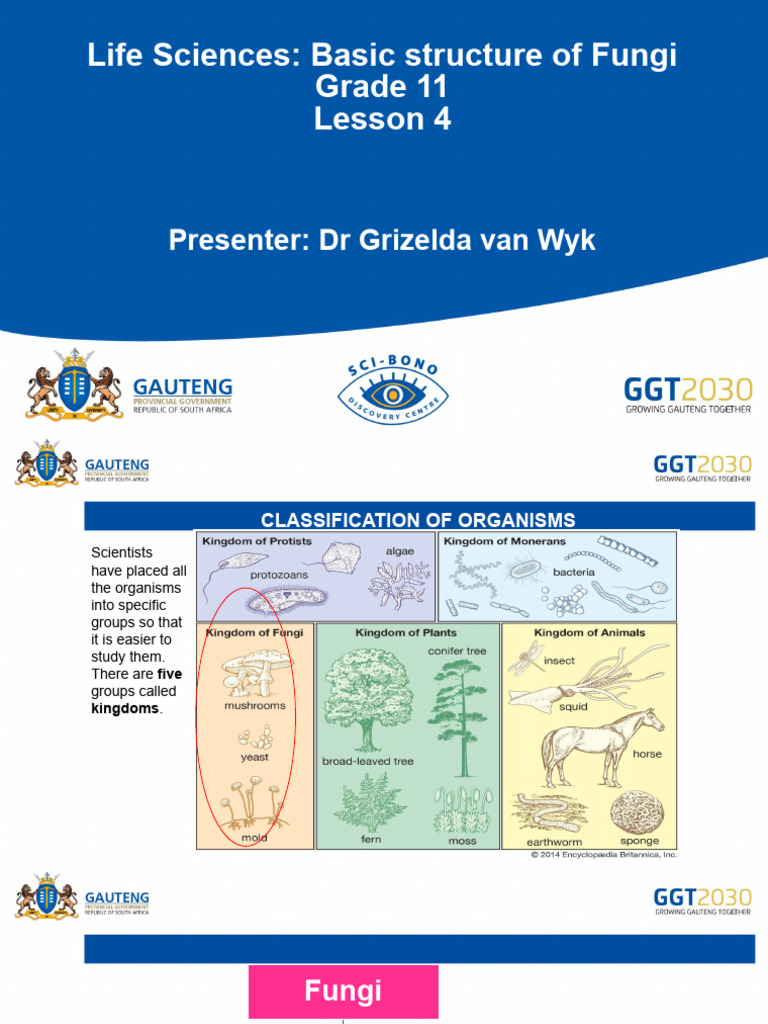 Life Sciences Gr.11 Lesson 4 Basic Structure of Fungi | PDF | Fungus ...