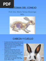 Anatomía del Sistema Digestivo Aviar | PDF | Digestión | Bilis