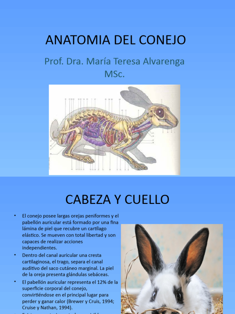Cunicultura 6 - Anatomia Del Conejo | PDF | Esqueleto | Orina