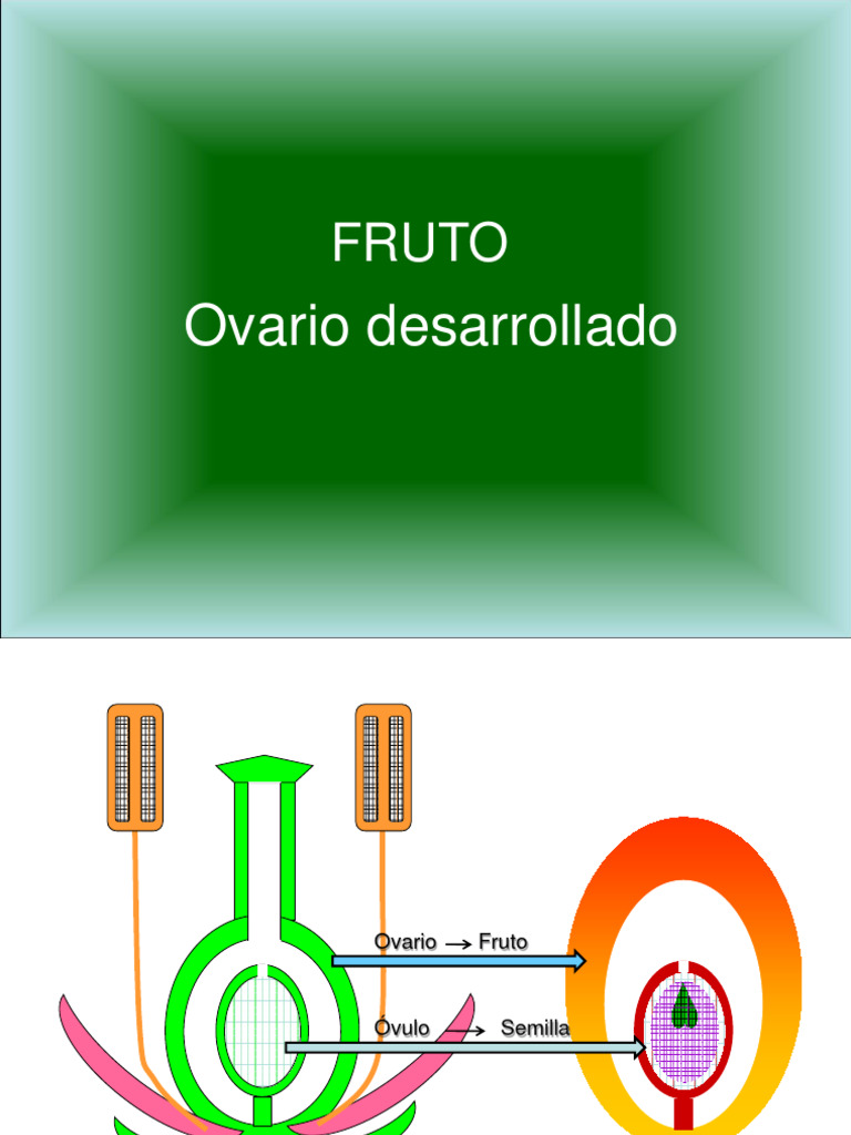 Tipos de Frutos: Clasificación y Funciones | PDF | Plantas | Fruta