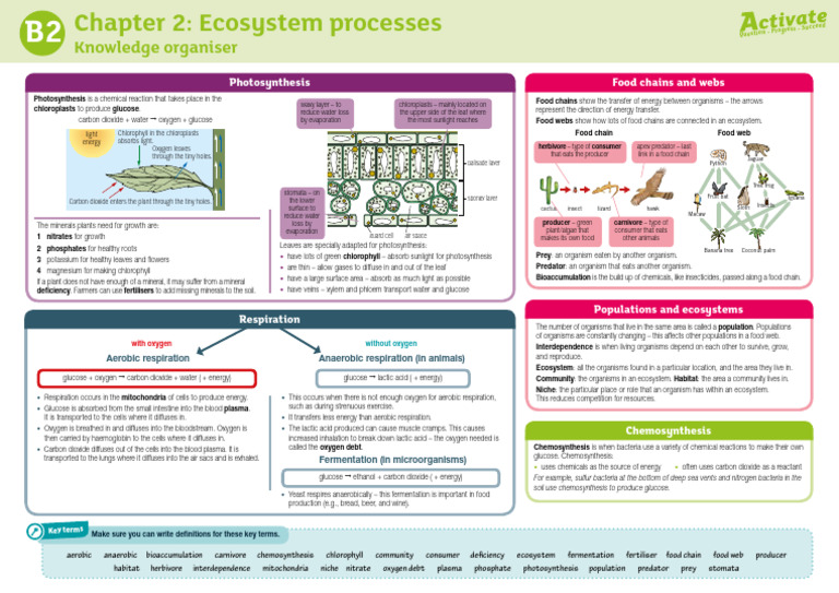 Knowledge Organiser: Photosynthesis Food Chains and Webs | PDF | Leaf ...