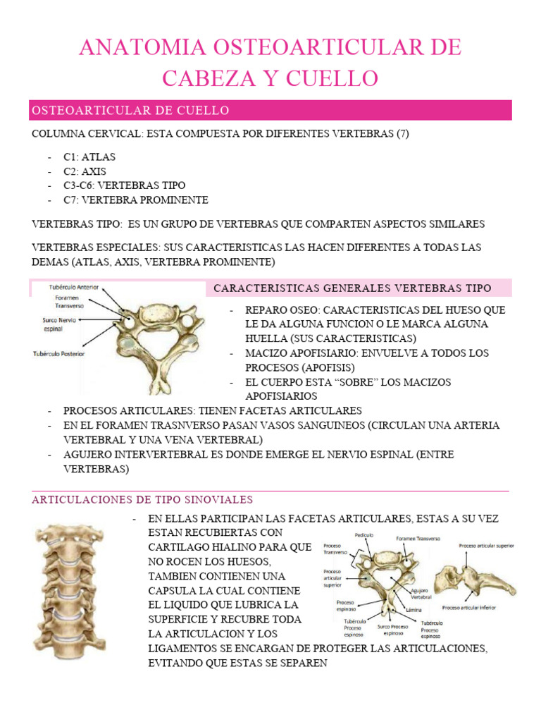 RESUMEN Anatomia Osteoarticular de Cabeza y Cuello (DEFINITIVO) | Descargar gratis PDF ...