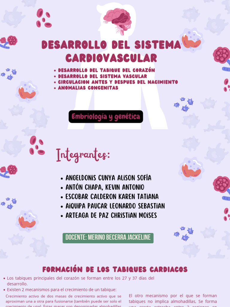 Desarrollo Del Sistema Cardiovascular-Embrio | PDF | Feto | Corazón