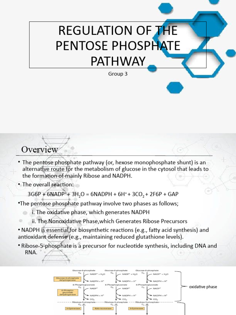 REGULATION OF PPP Group 3 | PDF | Nicotinamide Adenine Dinucleotide ...