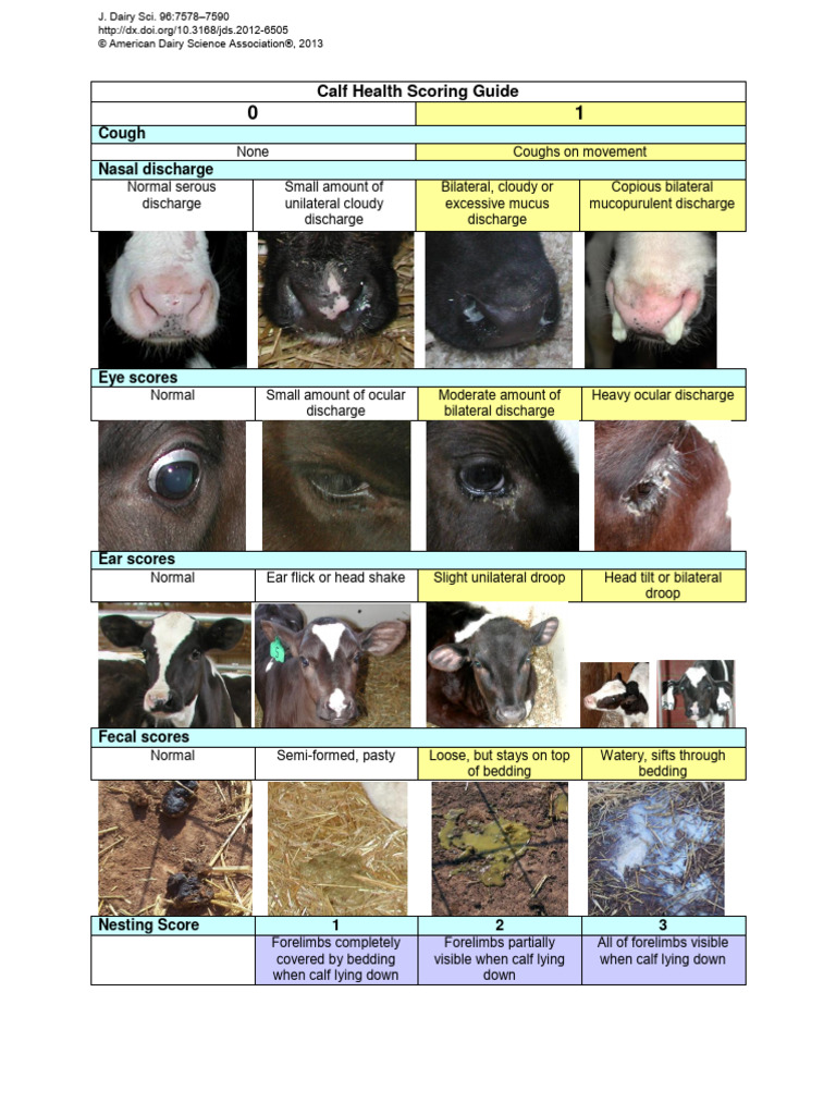 Calf Health Scorer | PDF