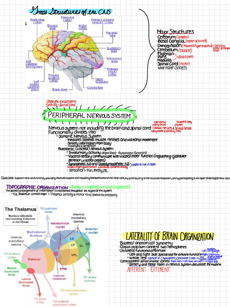 Neuroanatomy and Physiology of Communication Copy 2 | PDF | Motor ...