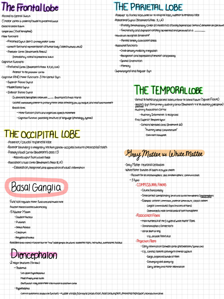 Neuroanatomy and Physiology of Communication Copy 3 | PDF | Cognitive ...