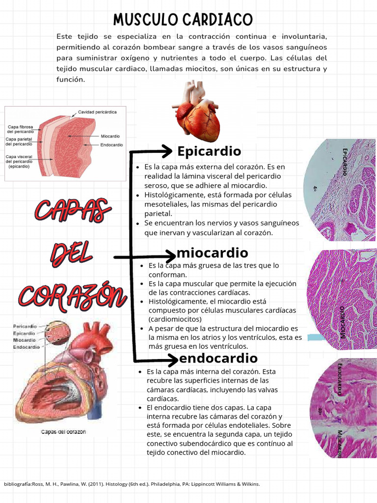Capas Del Corazon | PDF | Corazón | Músculo cardíaco