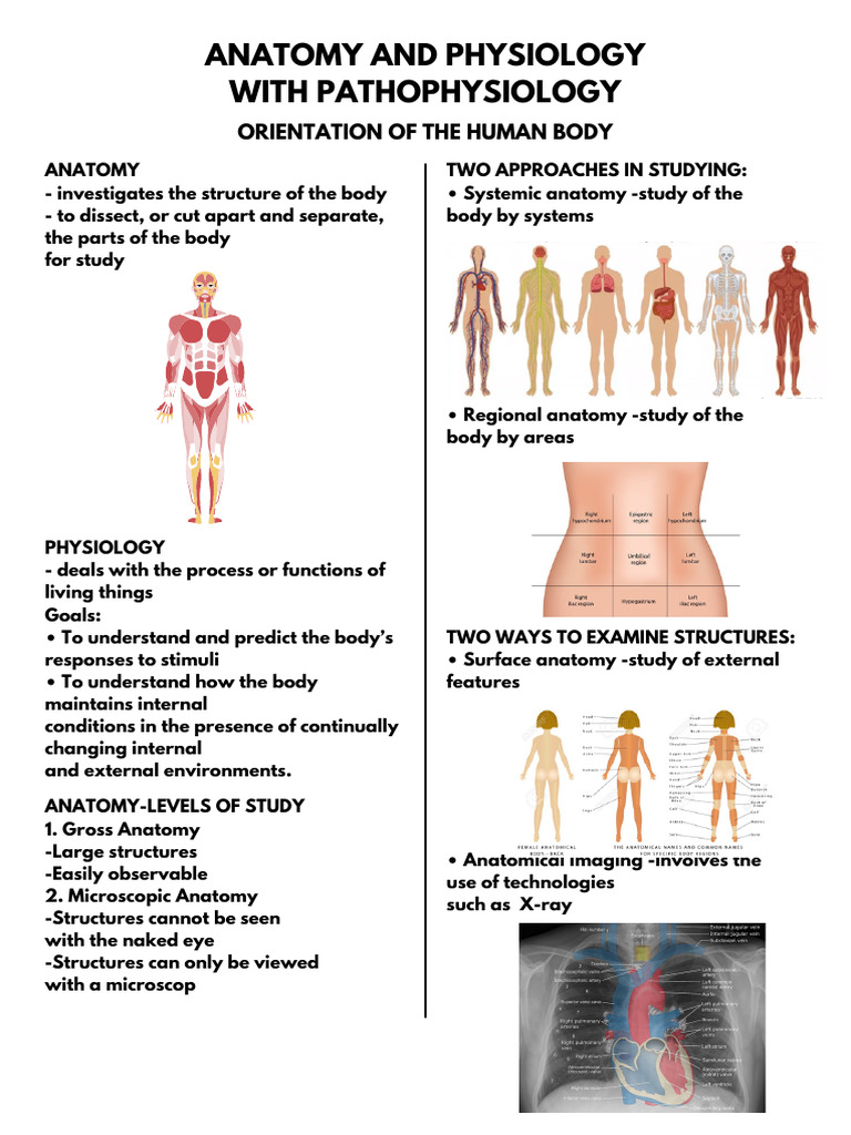 Anaphy With Pathophysiology - Orientation of the Human Body | Download ...