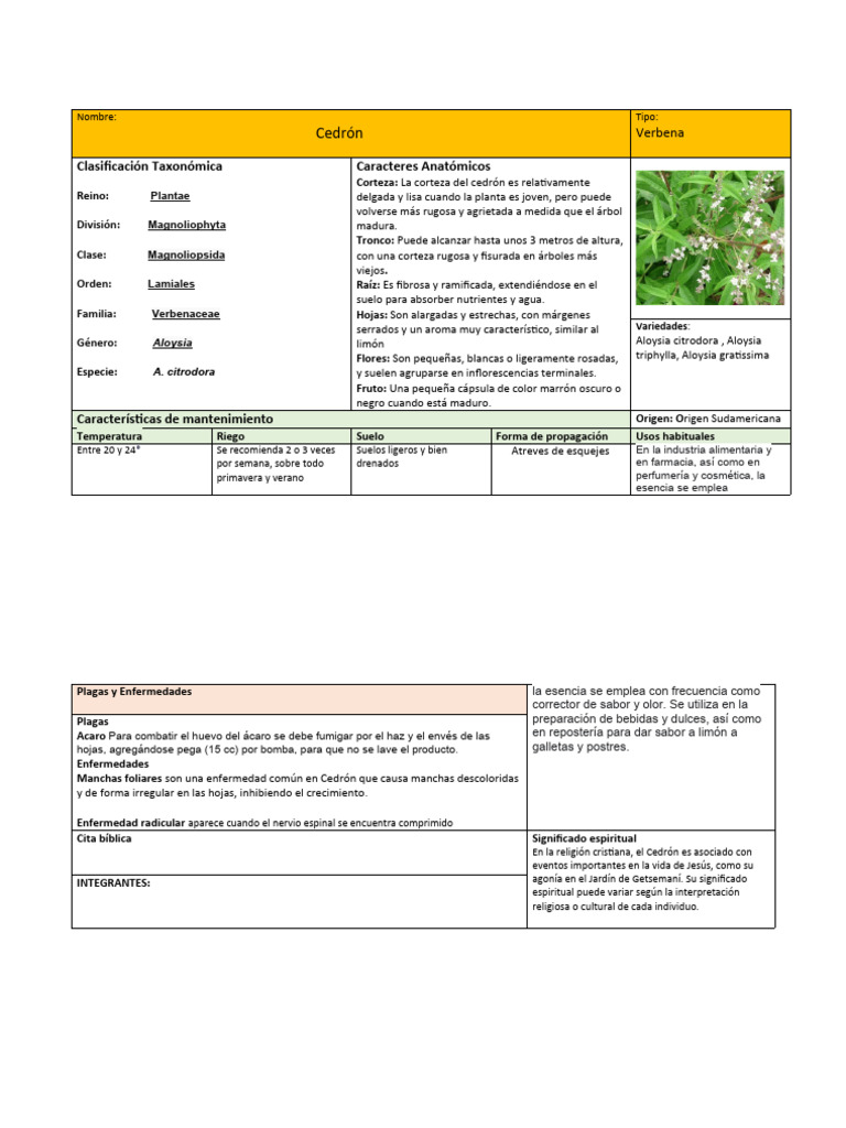 Cedrón: Botánica y Usos Prácticos | PDF | Arboles | Plantas