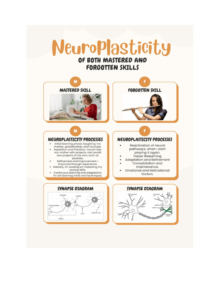 Neuroplasticity Poster | PDF