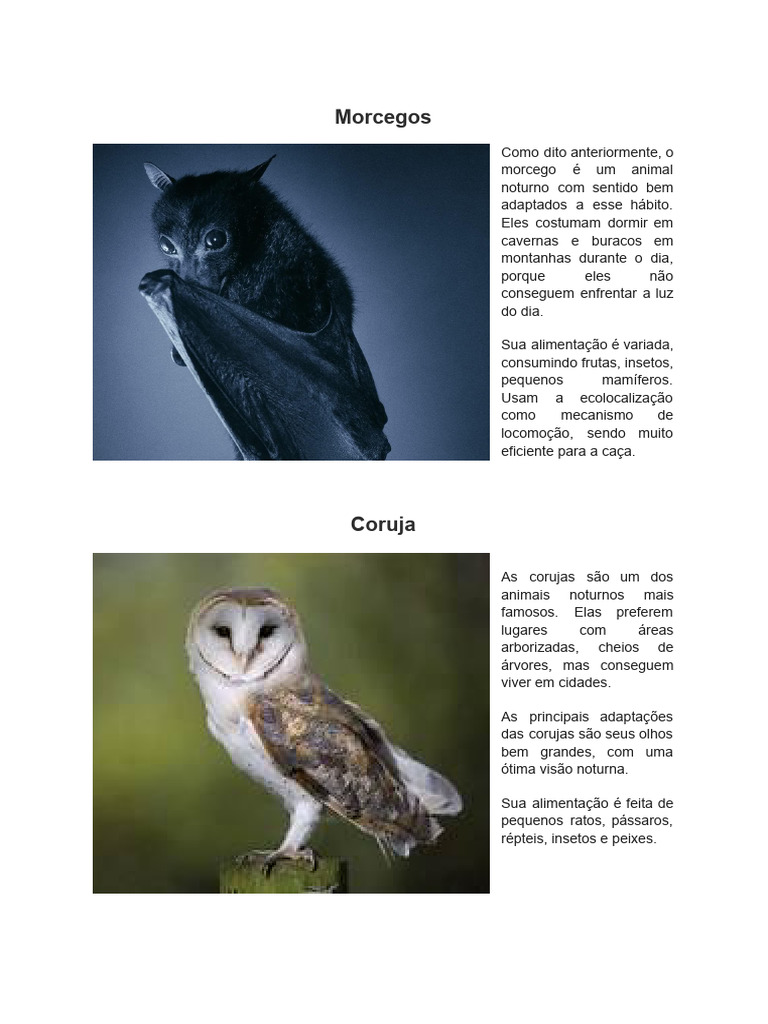 Animais Noturnos: Morcegos e Corujas | PDF