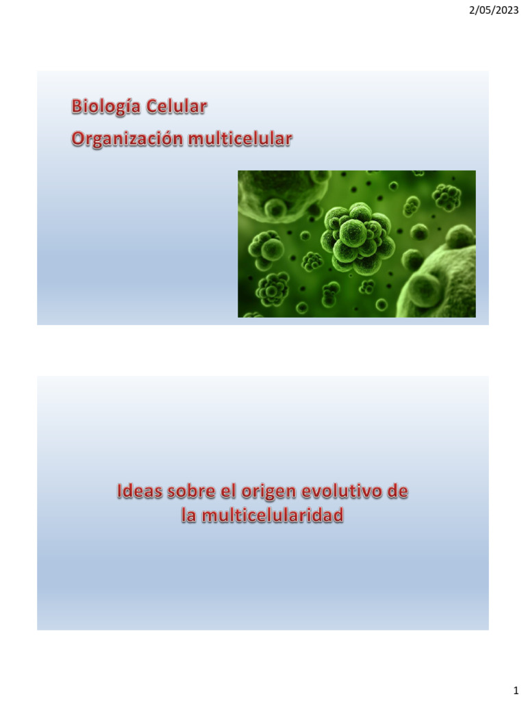 Presenta BioCel 6 Organización Multicelular | PDF | Organismos | Biología