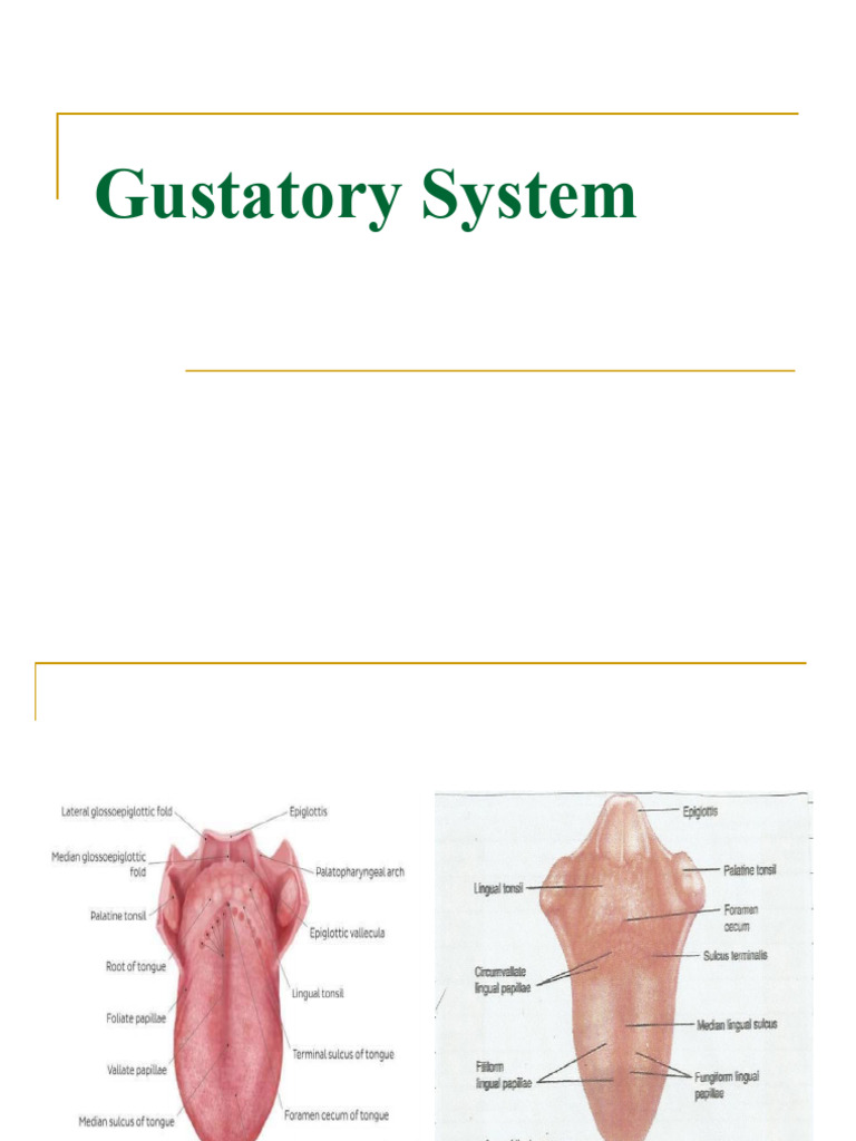 3 - Gustatory System | PDF | Tongue | Anatomy