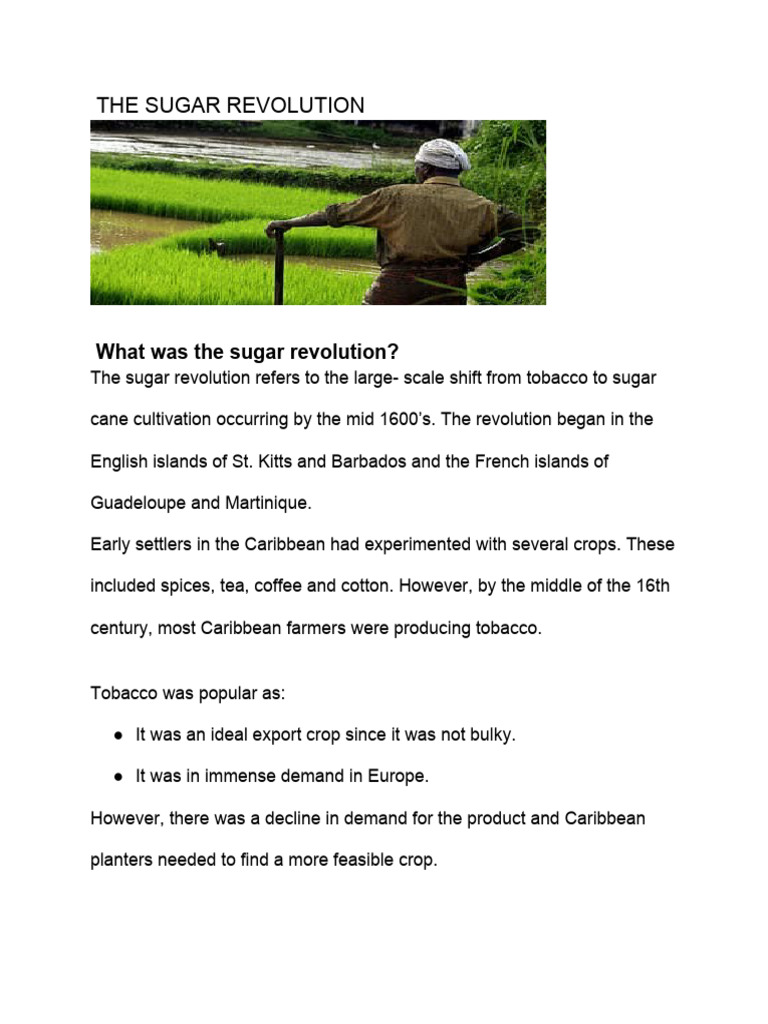 The Sugar Revolution | Download Free PDF | Sugarcane | Plantation