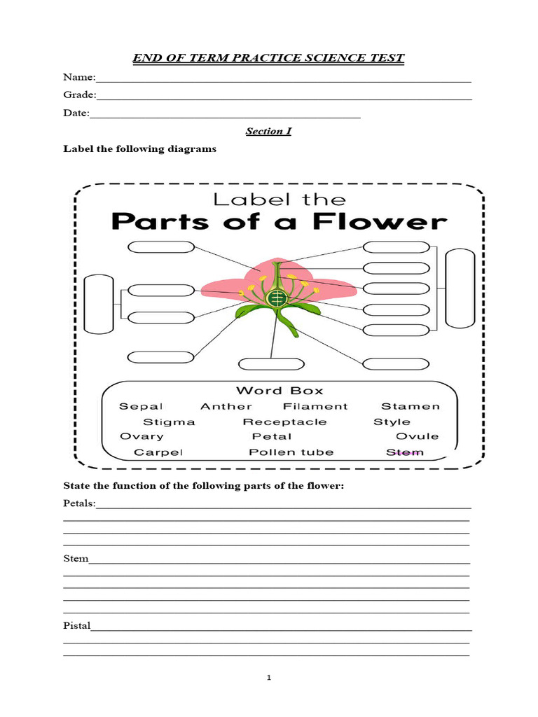 End of Term Practice Science Test | PDF | Senses | Neuroscience