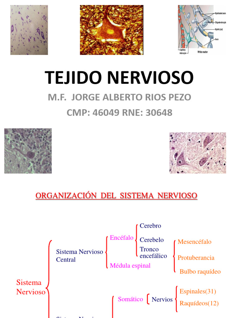 Estructura y Función del Tejido Nervioso | PDF | Axon | Neurona