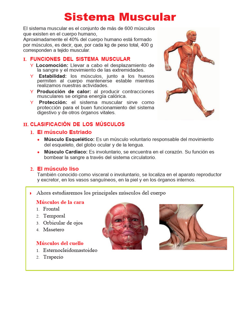 Ficha 30-5 Sistema Muscular | PDF | Músculo | Anatomía