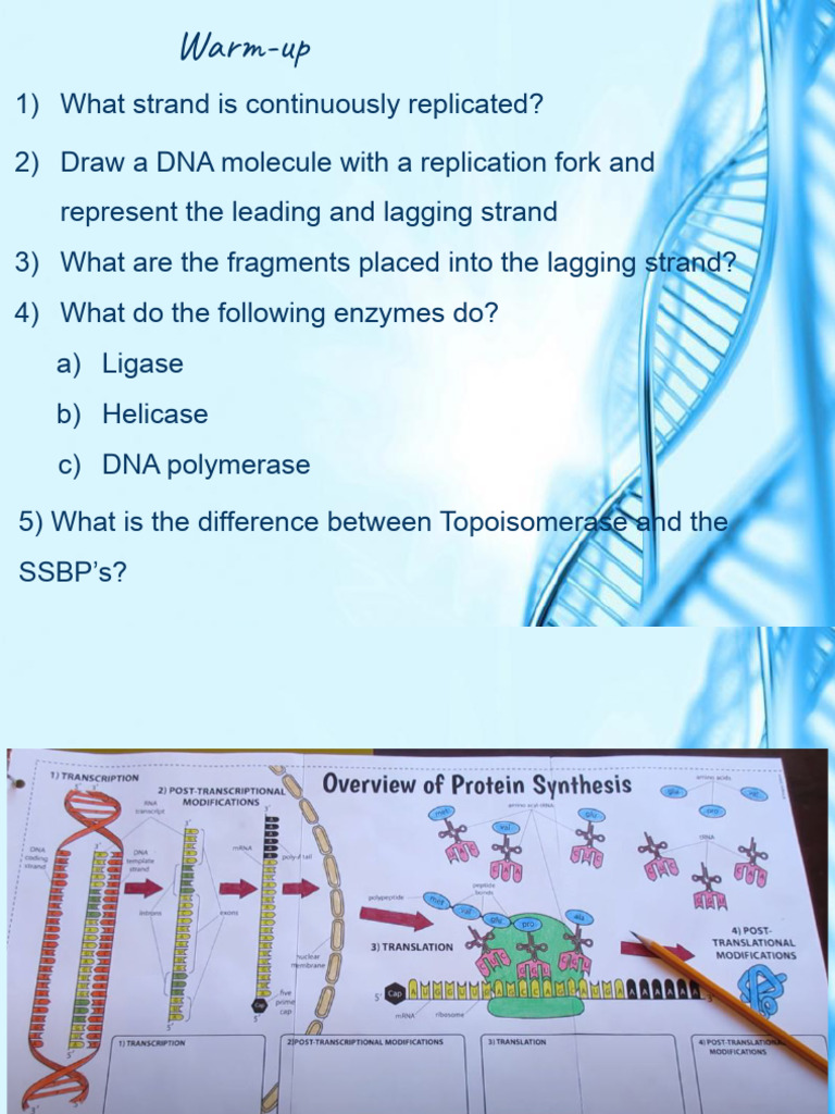 Research Bio - Protein Synthesis and Mutations Notes | PDF ...