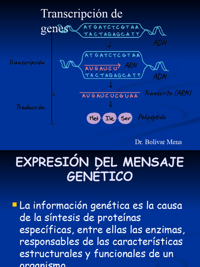 Transcripción y tipos de ARN en biología | PDF | Rna | Adn