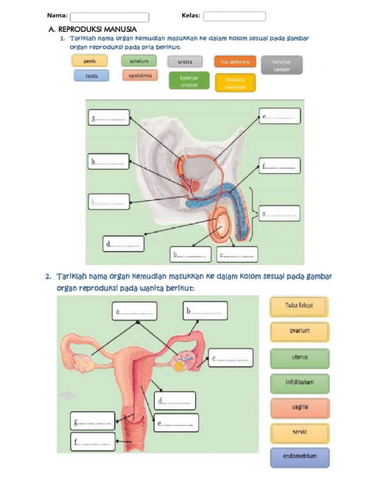 LKPD Sistem Reproduksi Kelas 9 | PDF