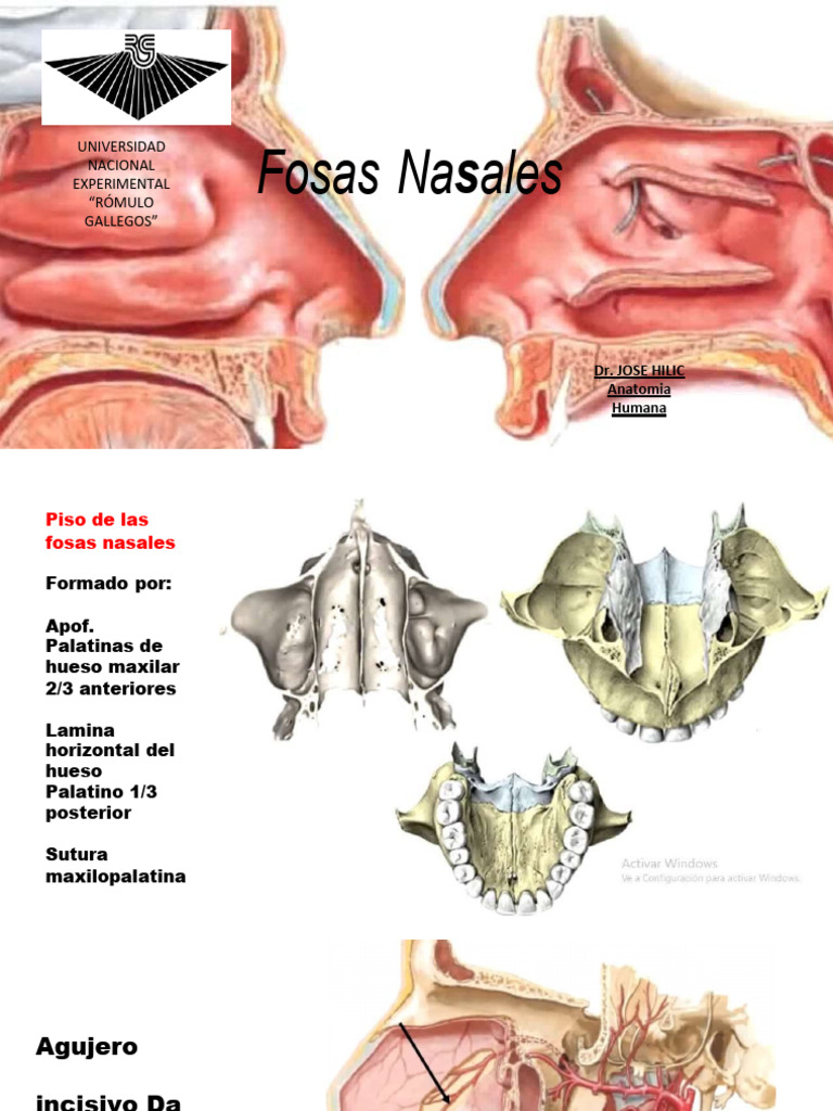 Anatomía de las Fosas Nasales | PDF | Nariz humana | Sistema esquelético