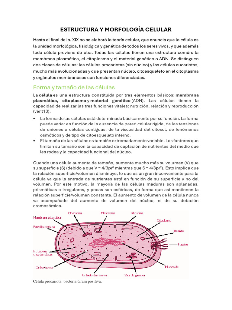 Estructura y Morfología Celular J | PDF | Biología Celular) | Citoplasma