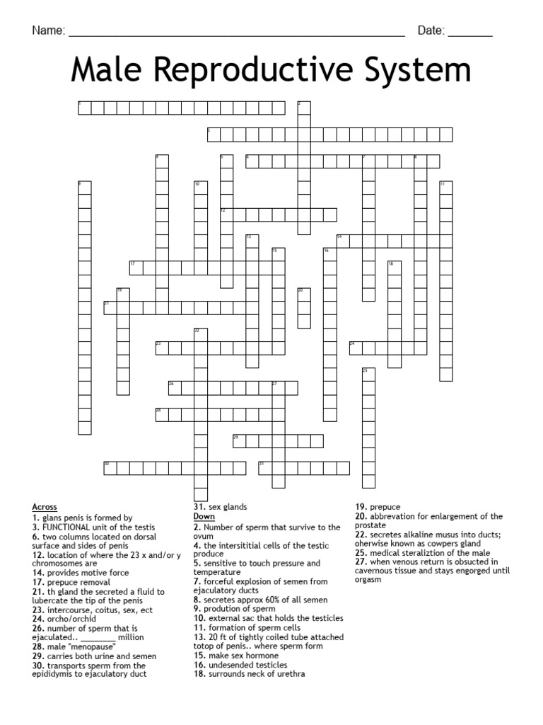 Male Reproductive System 6dca2 6163290b | PDF | Testicle | Sex