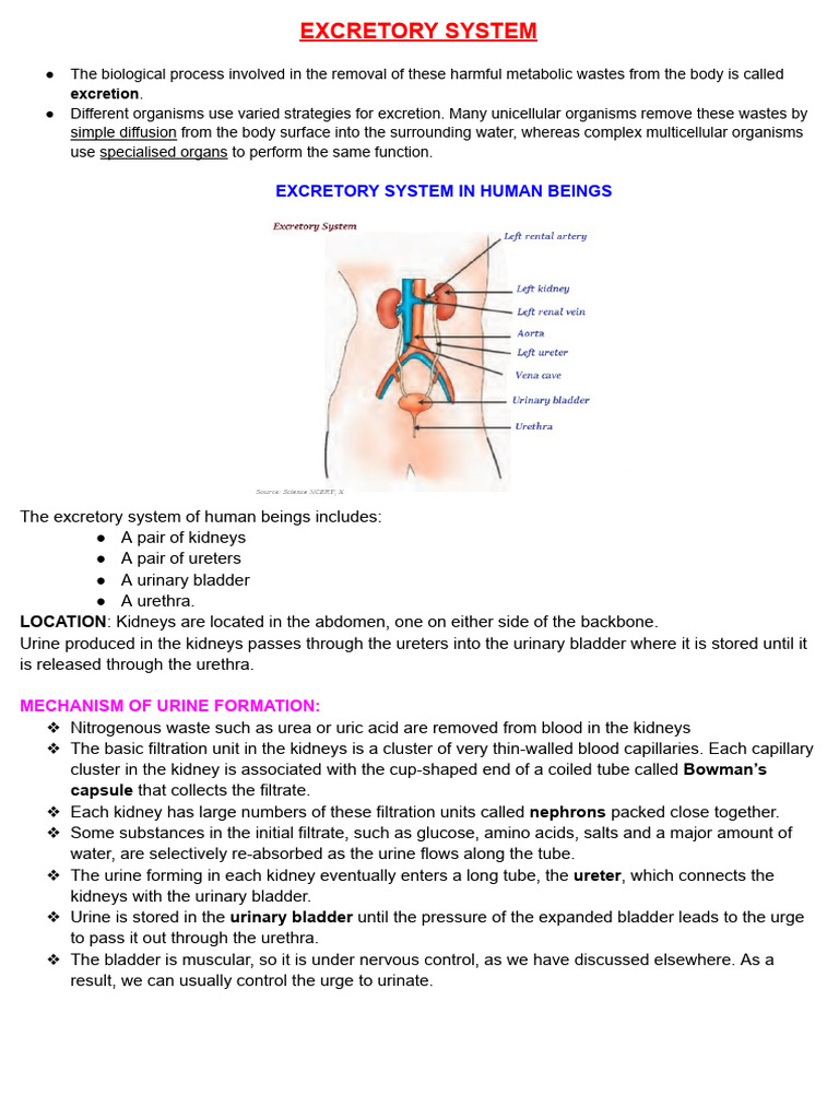 EXCRETORY SYSTEM | PDF | Kidney | Urine