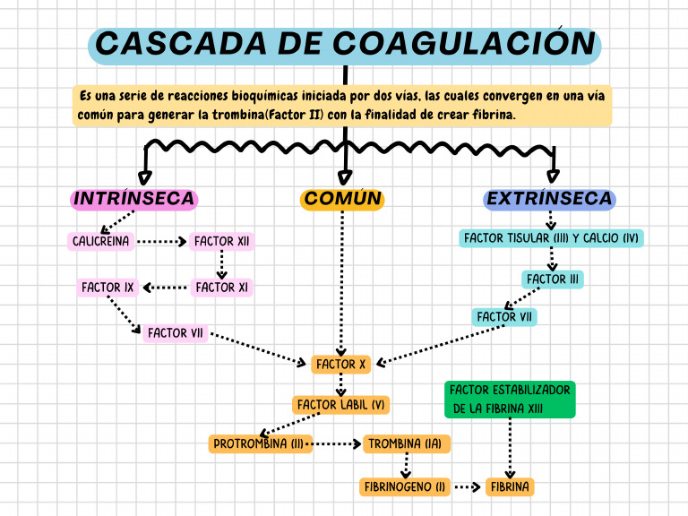 Cascada de Coagulación | PDF