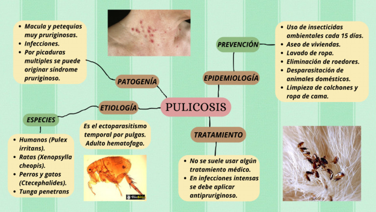 PULICOSIS | PDF