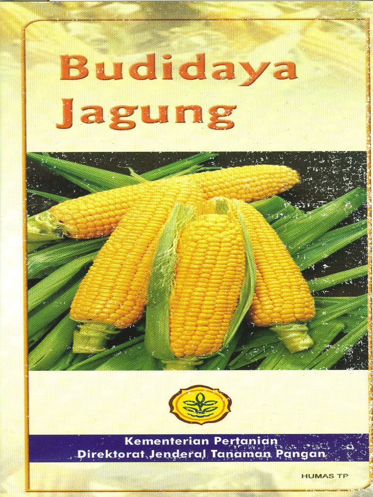 budidaya jagung | PDF
