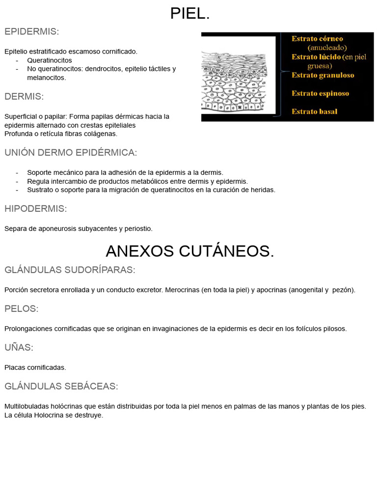 Piel Pdf