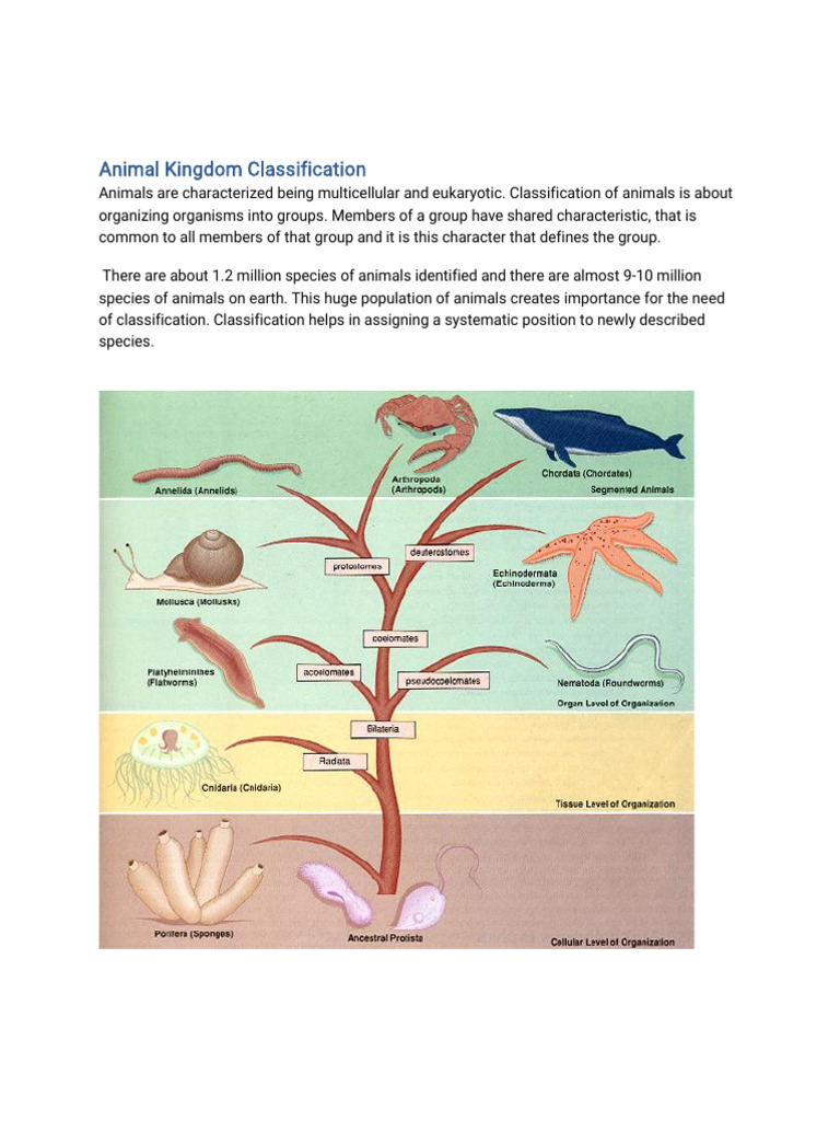 BIO 102 Animal Kingdom Classification | PDF | Invertebrate | Vertebrates