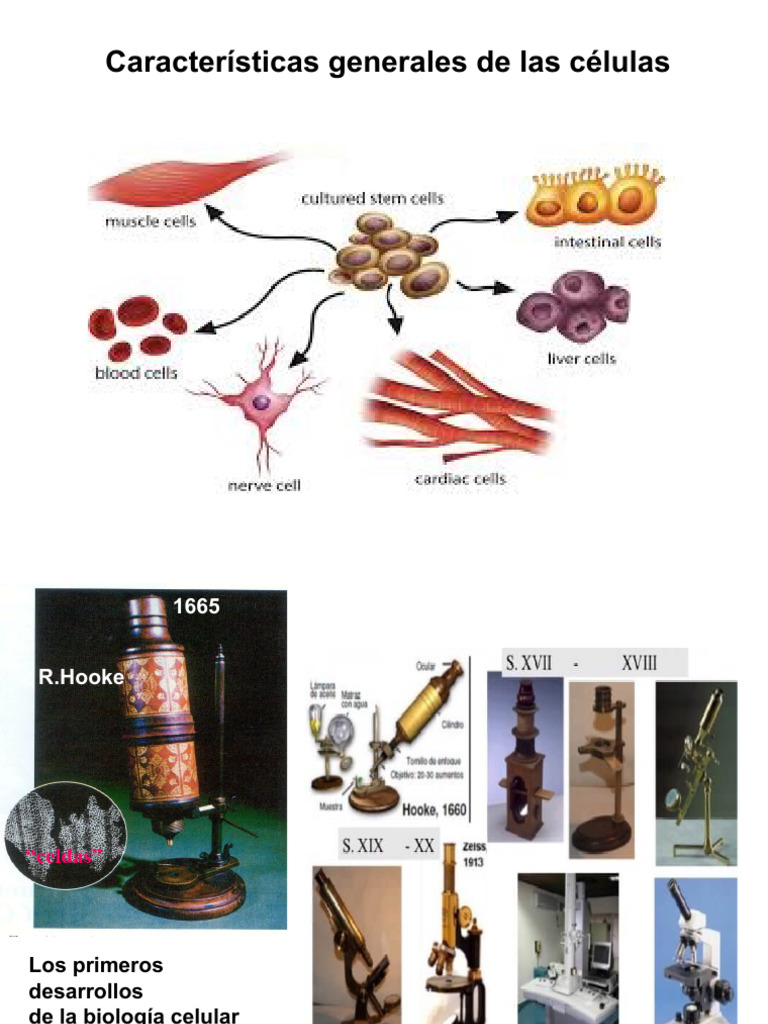 Estructura y Función Celular | PDF | Biología Celular) | Organismos