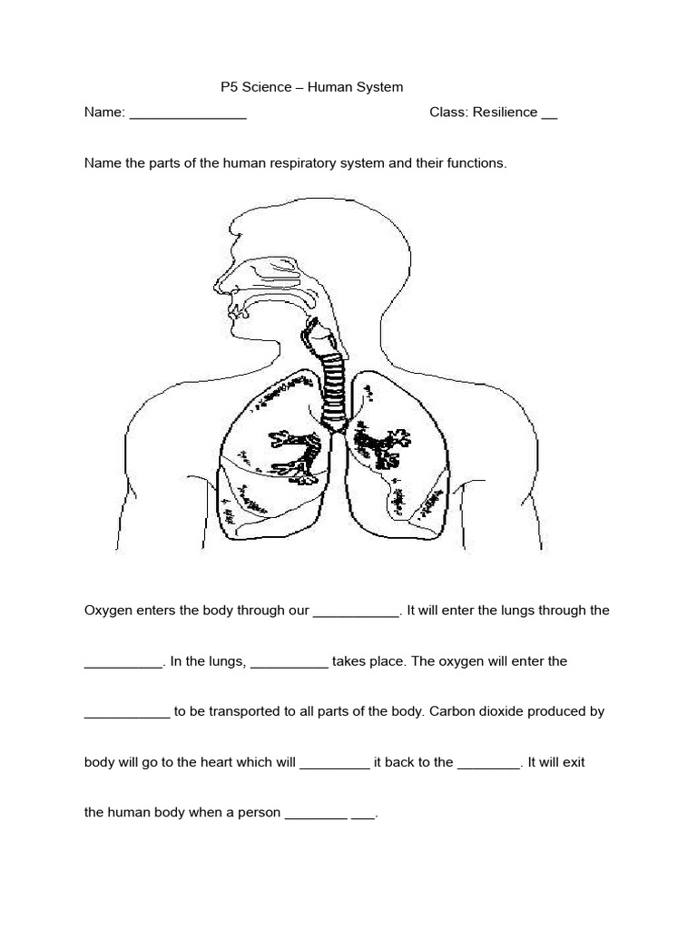 P5 Science - Air and Respiratory System Concept Revision sheet | PDF