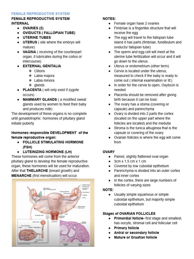 Histo - Female Reproductive System | PDF | Menstrual Cycle | Ovary