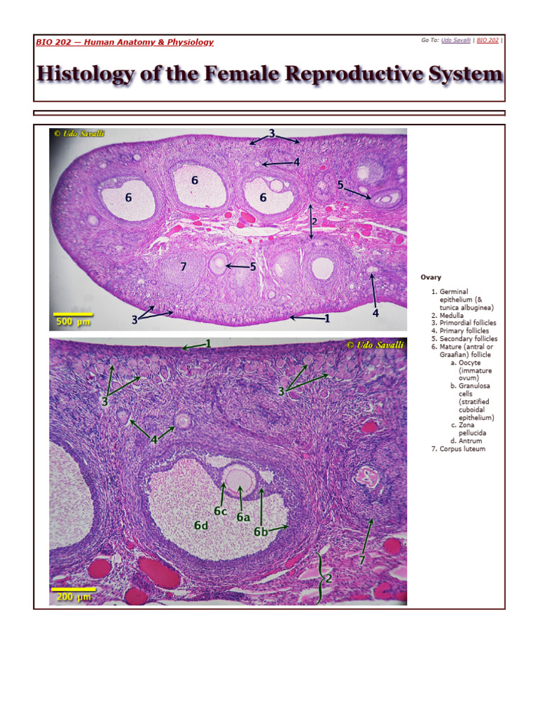 Female Reproductive System Histology | PDF | Reproduction | Mammal ...